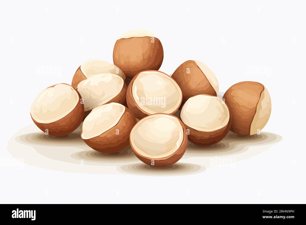 Macadamia nuts tree Stock Vector Images - Alamy