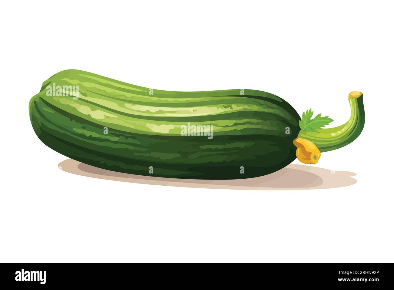 Vegetable marrow vector vectors hi-res stock photography and images - Alamy