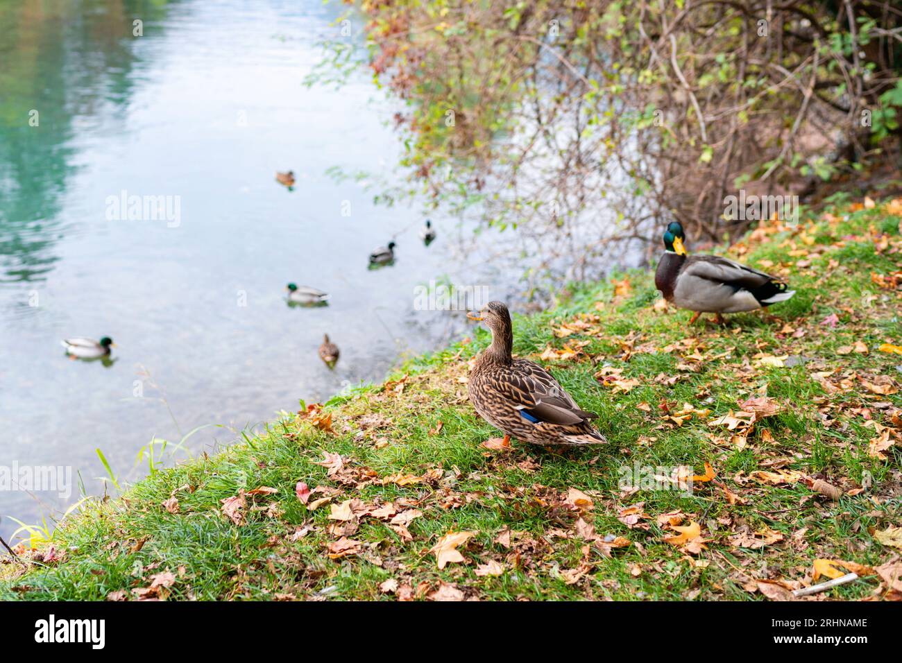 Mallard duck, mallard female with little ducklings in living nature on ...