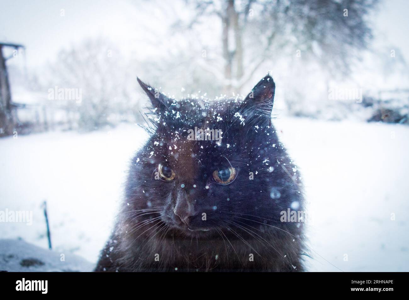 Sulky Snow Cat! Stock Photo - Alamy