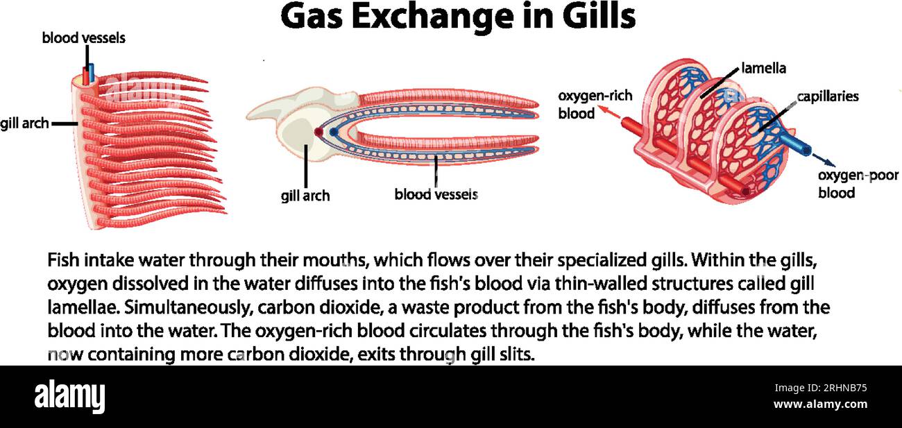 Illustrated diagram showcasing gas exchange in gills Stock Vector Image ...