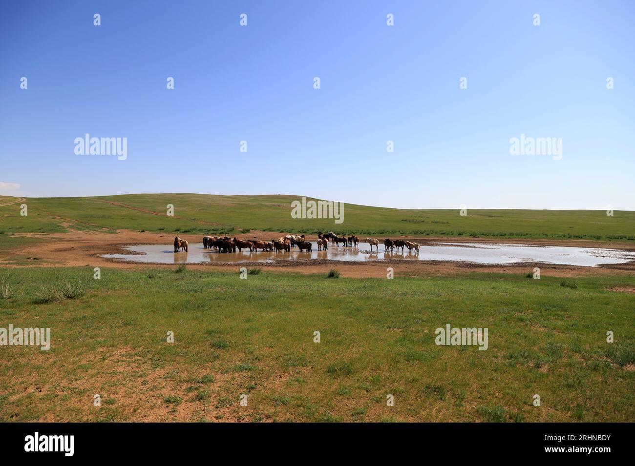 Horses drink at a pool of water, Mongolia Stock Photo - Alamy