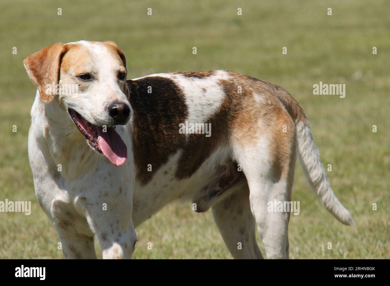 Body hound hi-res stock photography and images - Alamy