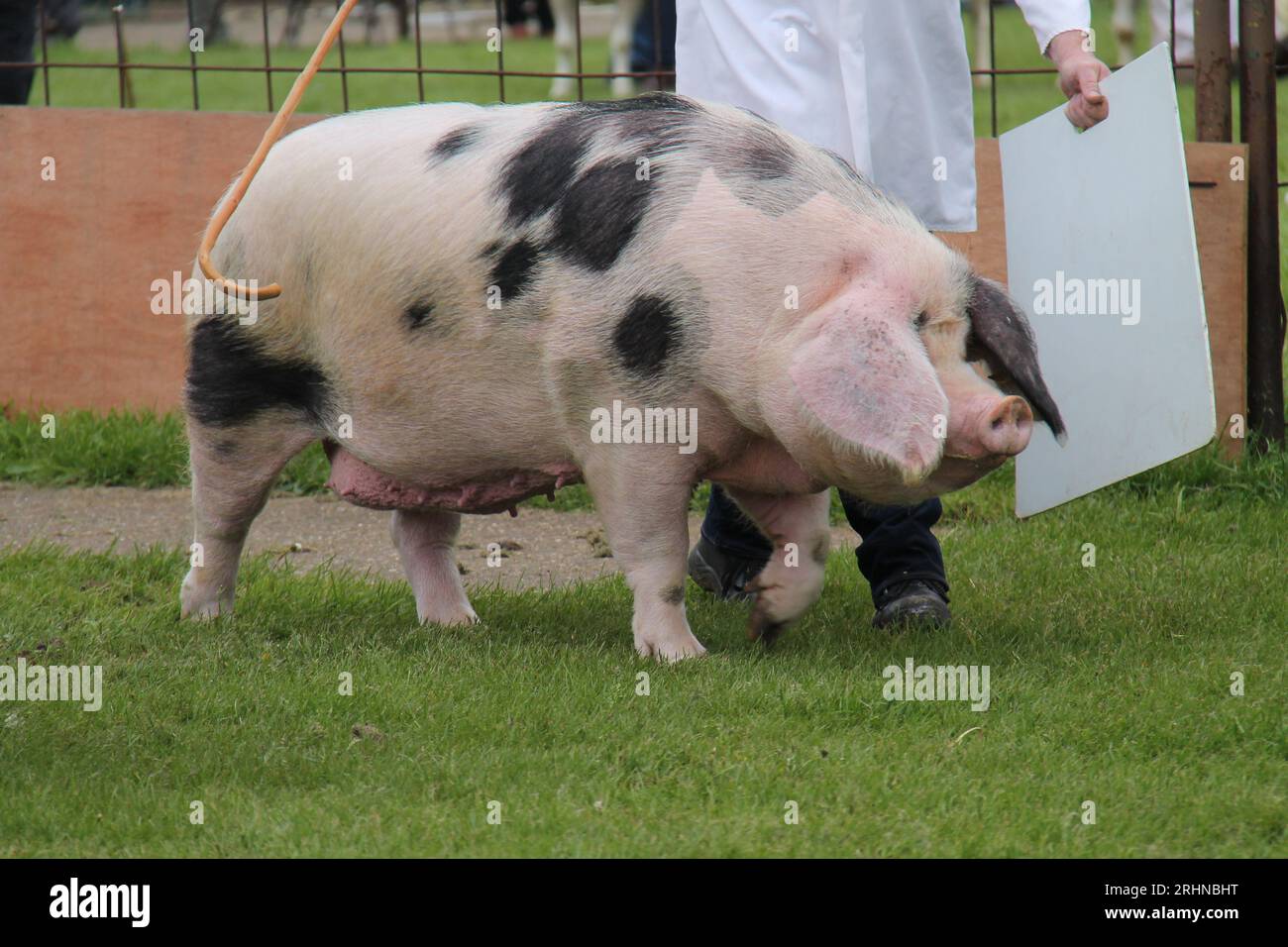 A Gloucester Old Spot Sow Pig in a Competition Show Stock Photo - Alamy