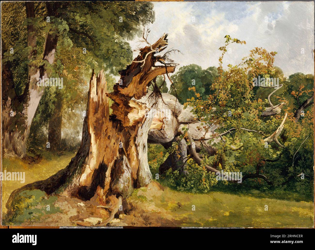 Broken tree at near Meiringen (Bernese Oberland). Museum: Musee du ...