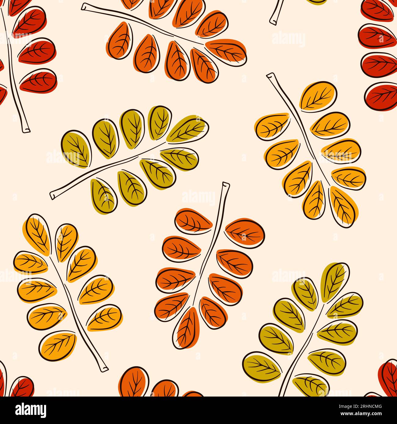 Acacia tree leaves Stock Vector Images - Alamy