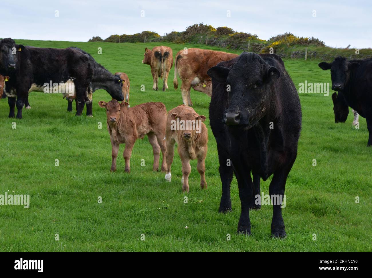 Large herd of cattle with calves in a grass filled field Stock Photo ...