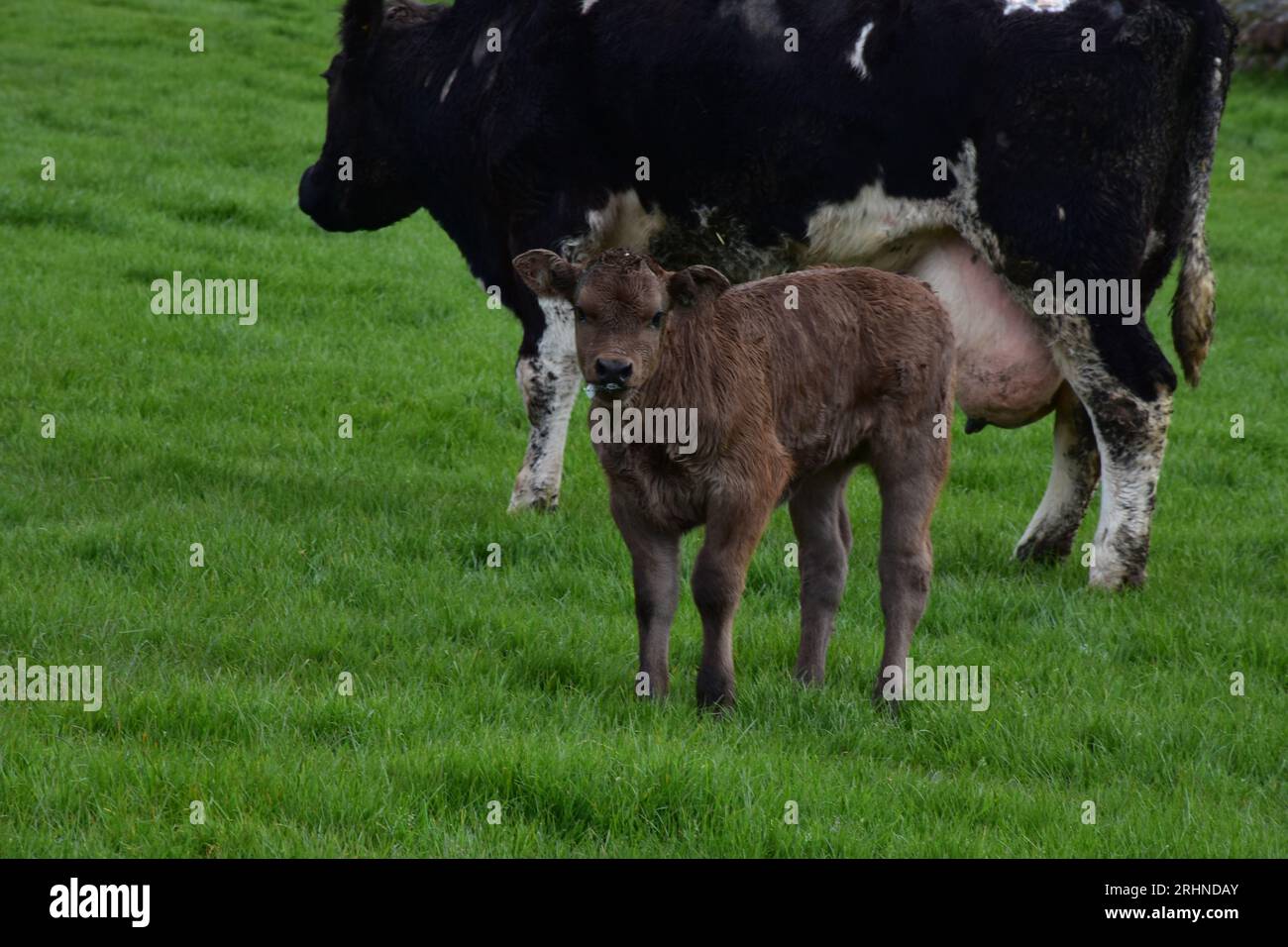Baby calf in a grassy field beside a black cow Stock Photo - Alamy