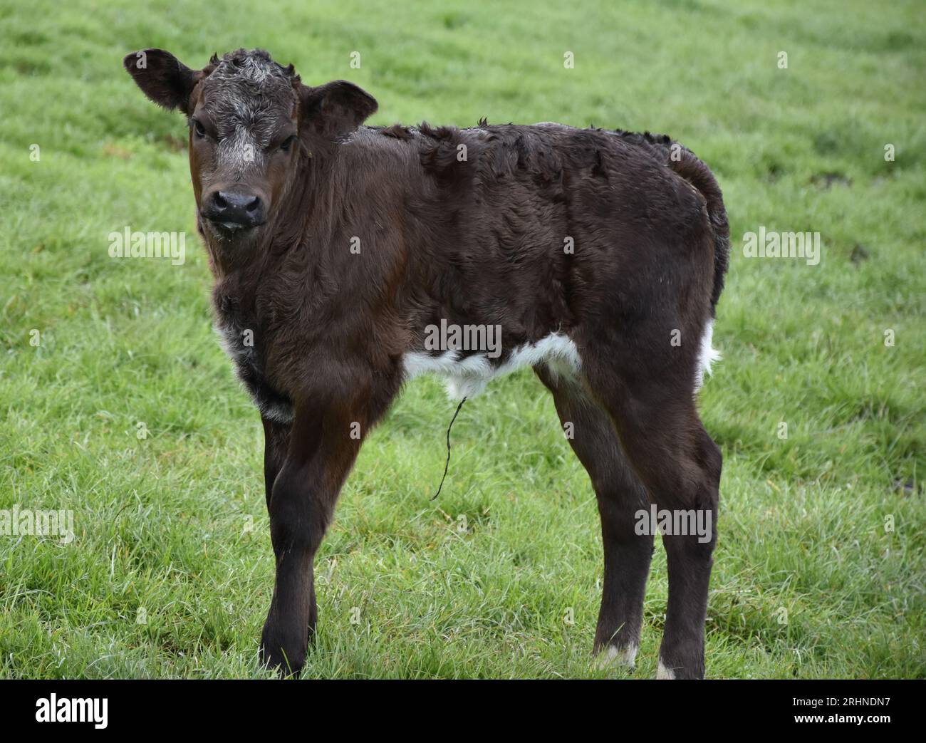 Grass field with a very cute brown calf on wobbly legs Stock Photo - Alamy