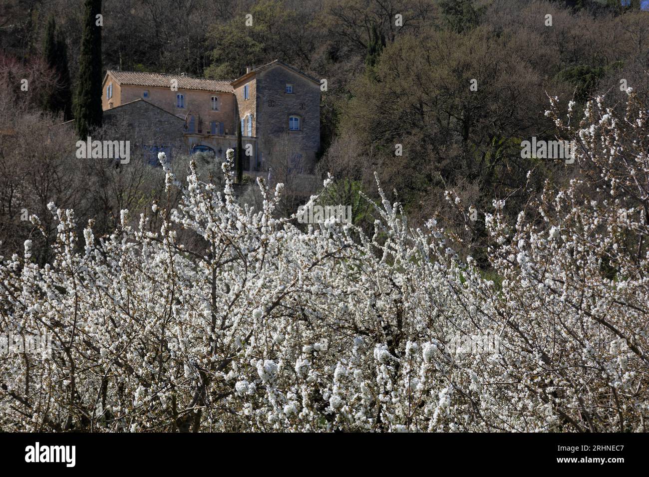 Cherry trees in bloom during April near Ménerbes, Provence-Alpes-Côte d ...