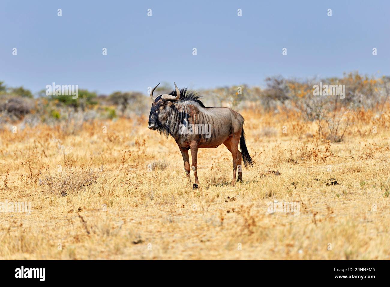 Namibia. Etosha National Park. Wildebeest Gnu in the wild Stock Photo ...