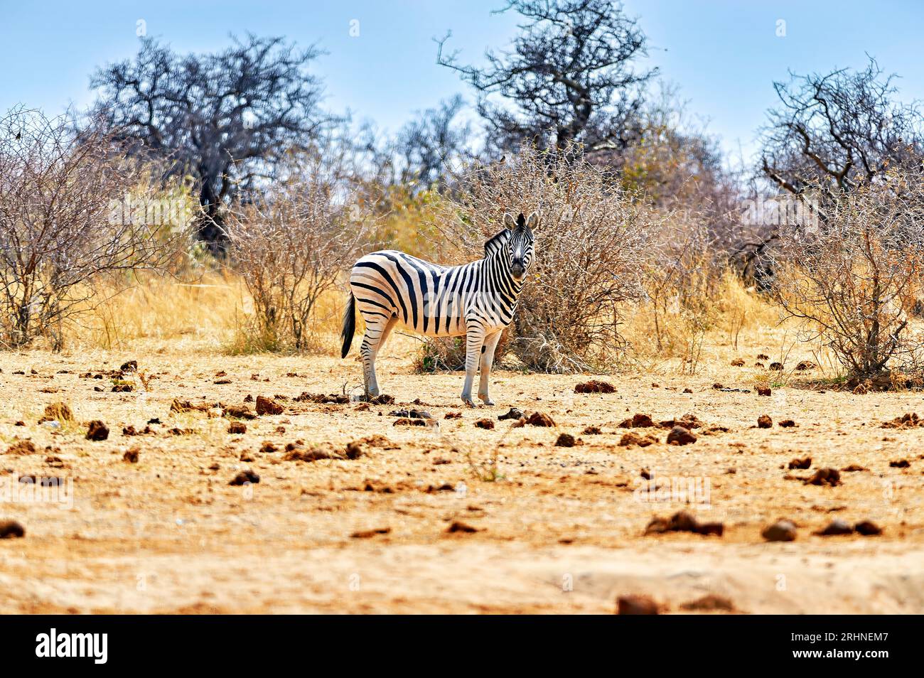 Namibia. Etosha National Park. Zebra in the wild Stock Photo - Alamy
