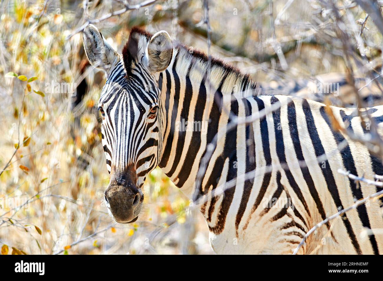 Namibia. Etosha National Park. Zebra in the wild Stock Photo - Alamy