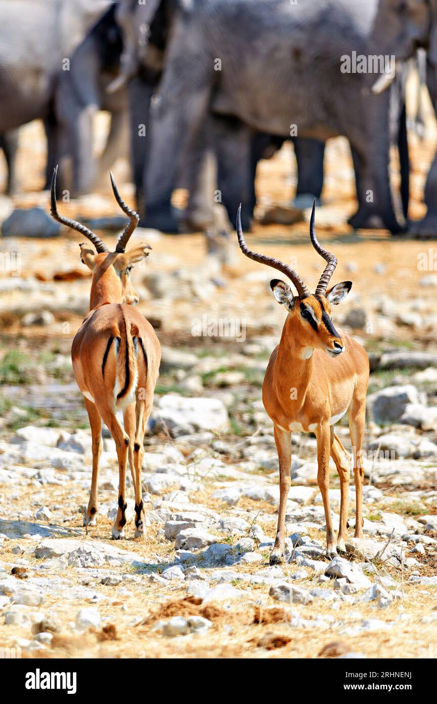 Namibia. Etosha National Park. Black faced Impala Stock Photo - Alamy