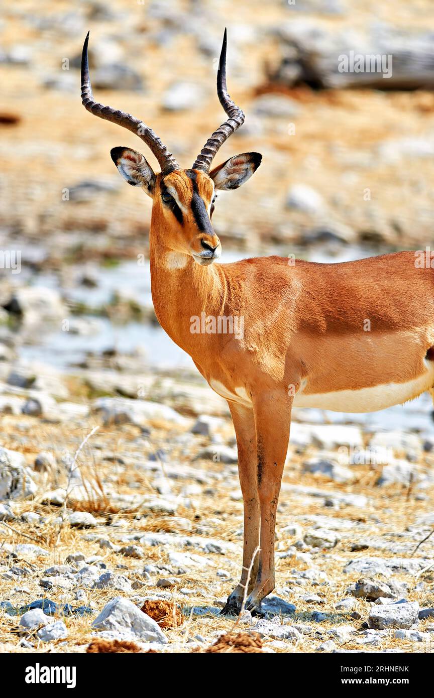 Namibia. Etosha National Park. Black faced Impala Stock Photo - Alamy