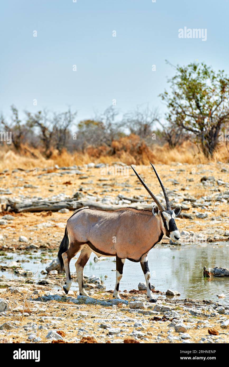 Gemsbok national hi-res stock photography and images - Alamy