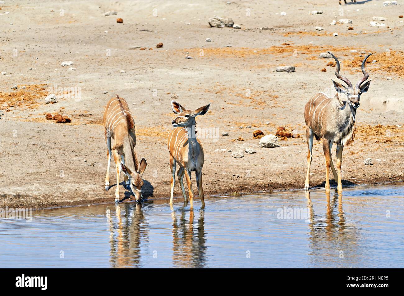 Namibia. Etosha National Park. Kudu drinking at a a waterhole Stock ...