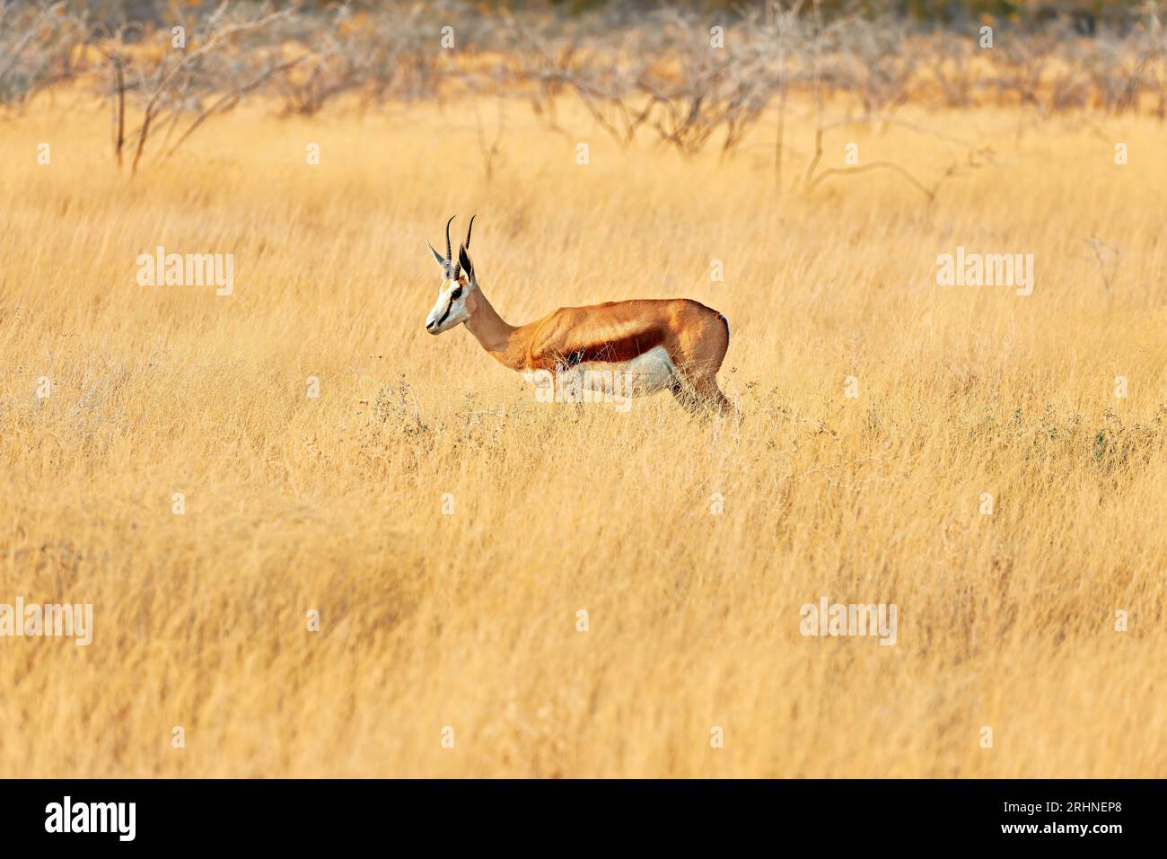 Springbok national animal hi-res stock photography and images - Alamy