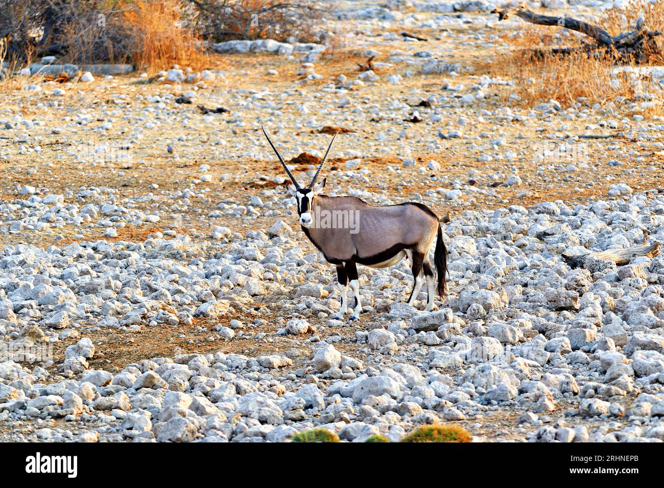 Namibia. Etosha National Park. A Gemsbok Oryx drinking at a waterhole ...