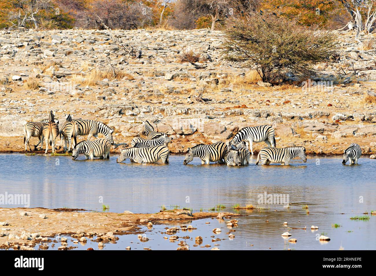 Namibia etosha national park zebra hi-res stock photography and images ...
