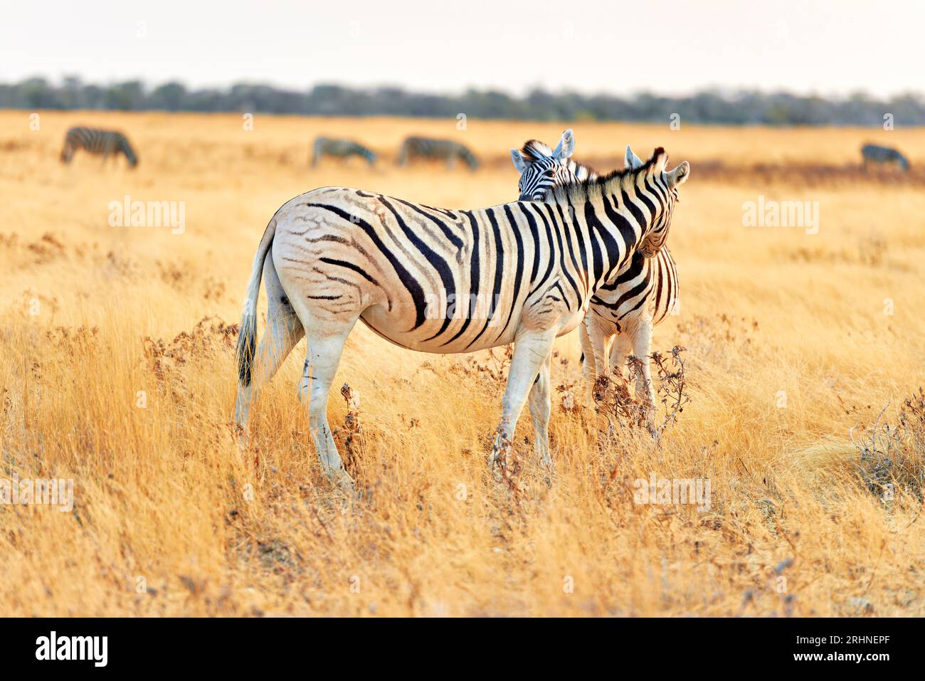 Namibia. Etosha National Park. Zebras cuddling in the wild Stock Photo ...
