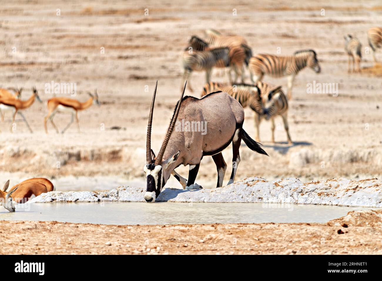 Herd springbok and gemsbok in namibia hi-res stock photography and ...