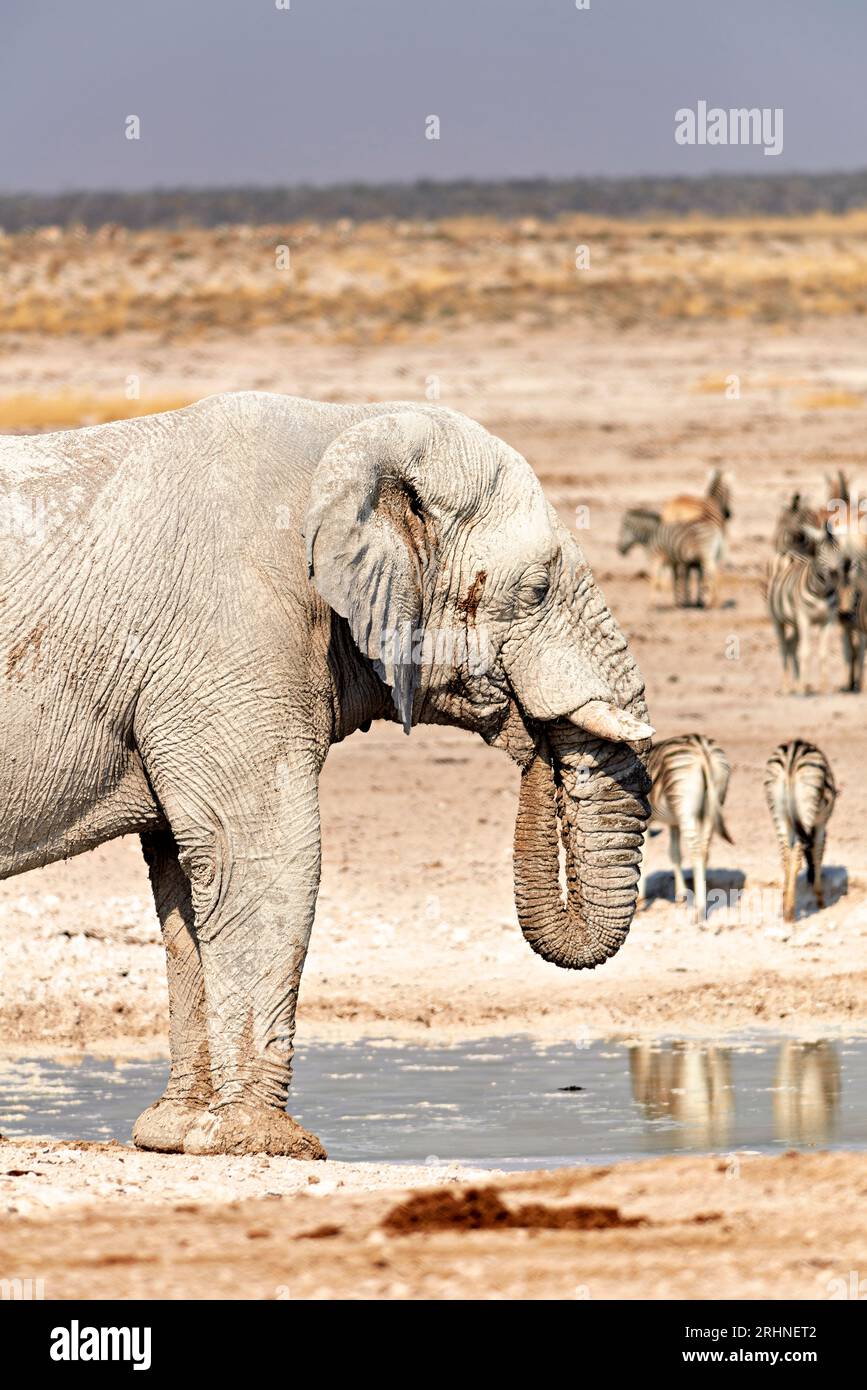 Namibia. Etosha National Park. An elephant drinking at a waterhole ...