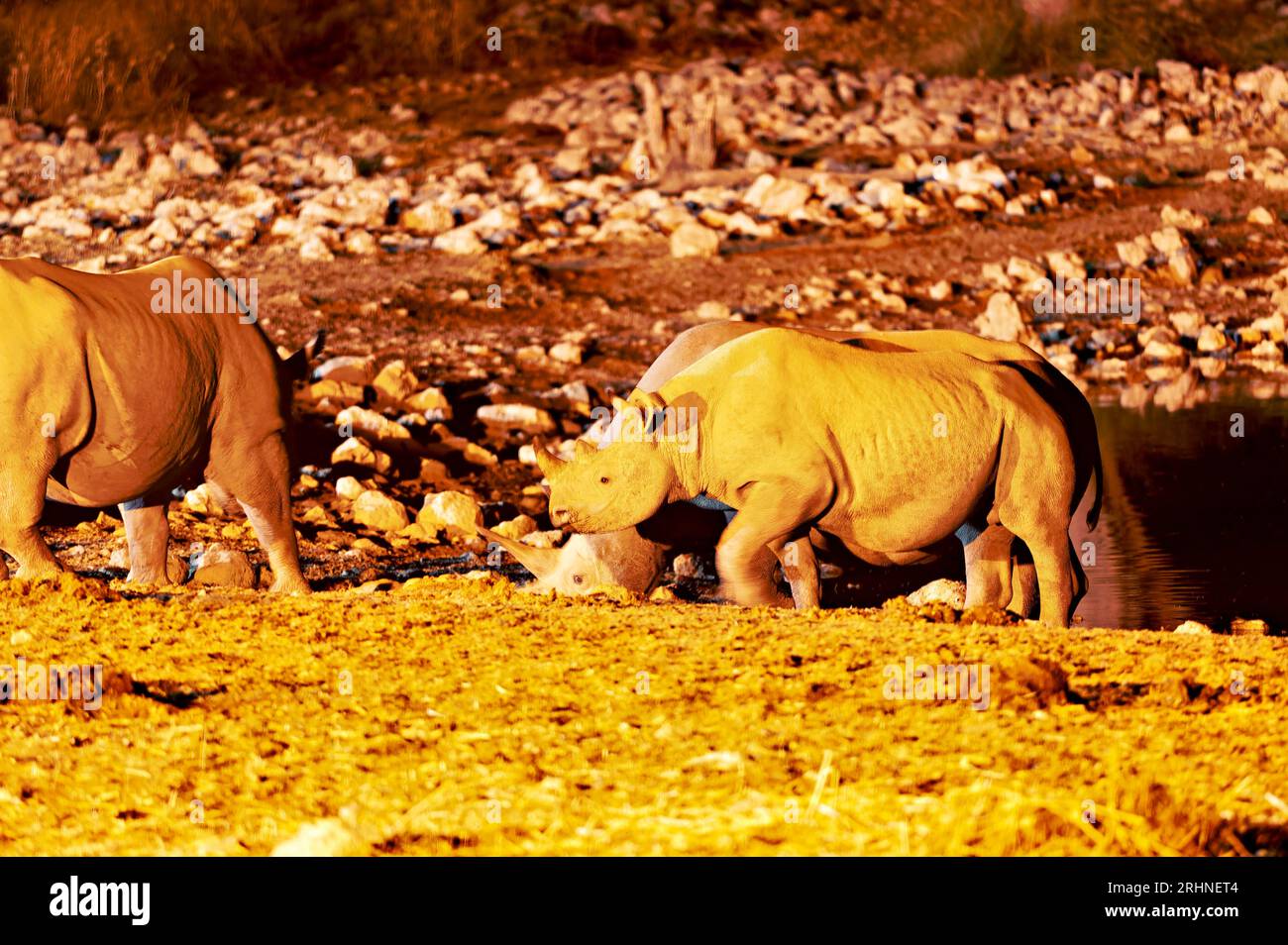 Namibia. Etosha National Park. A Rhino drinking at a waterhole at night ...
