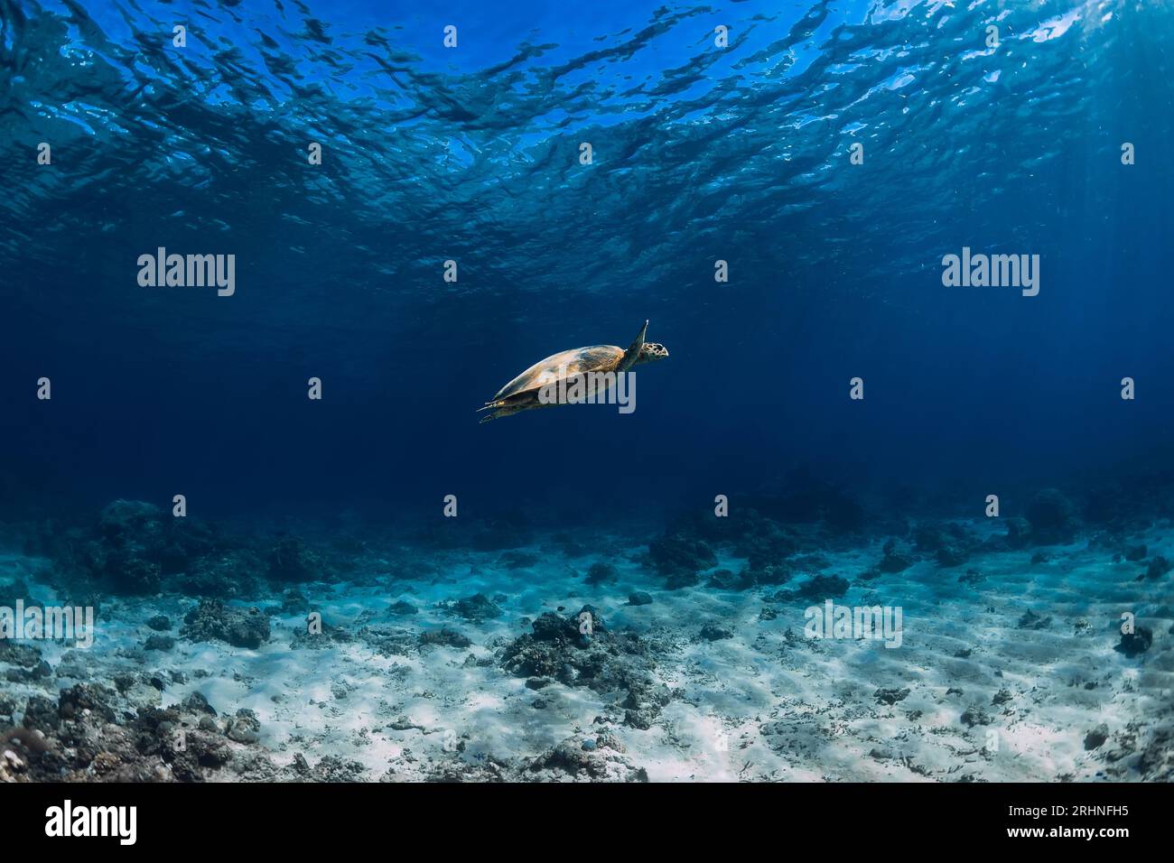 Turtle under water panoramic hi-res stock photography and images - Alamy