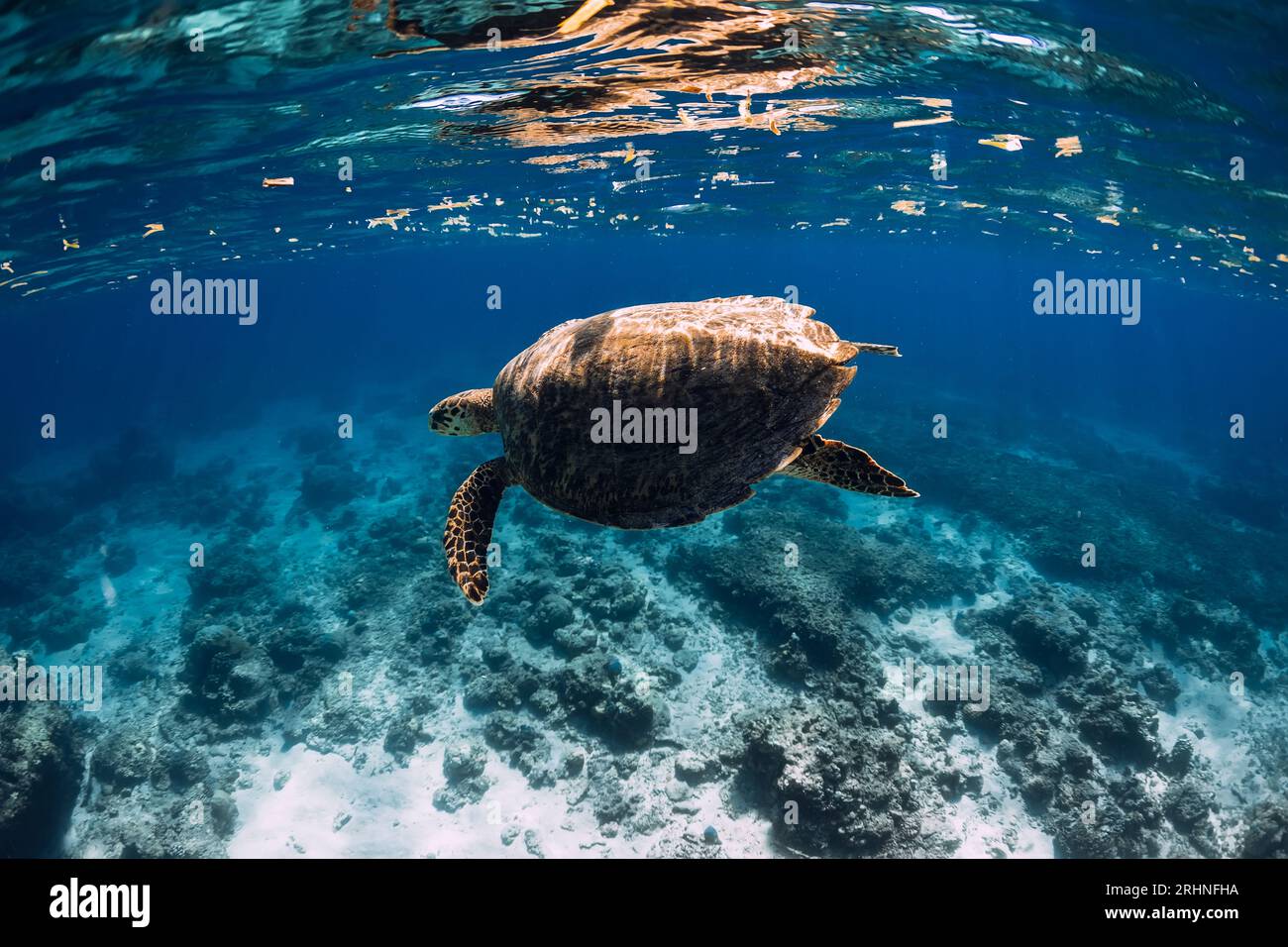 Turtle glides underwater in transparent blue ocean Stock Photo - Alamy