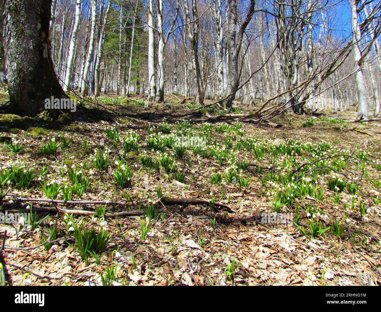 White blooming spring snowflake (Leucojum vernum) growing in a ...