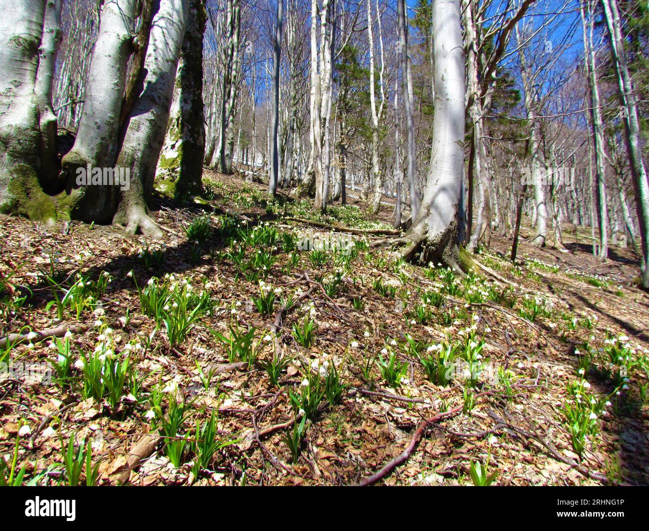 White blooming spring snowflake (Leucojum vernum) growing in a ...
