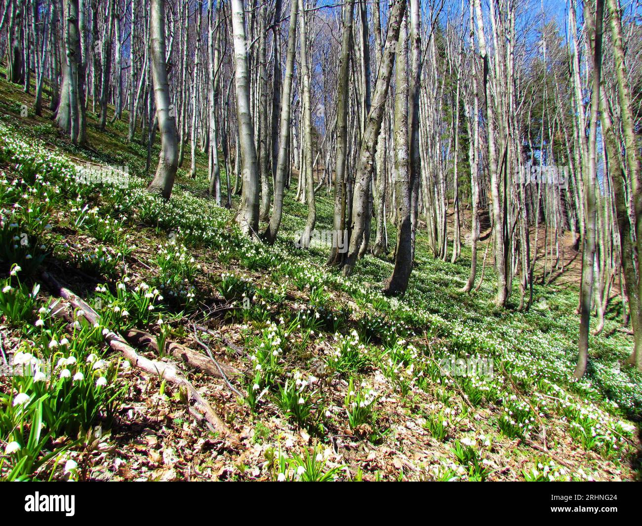 Large field of white blooming spring snowflake (Leucojum vernum ...