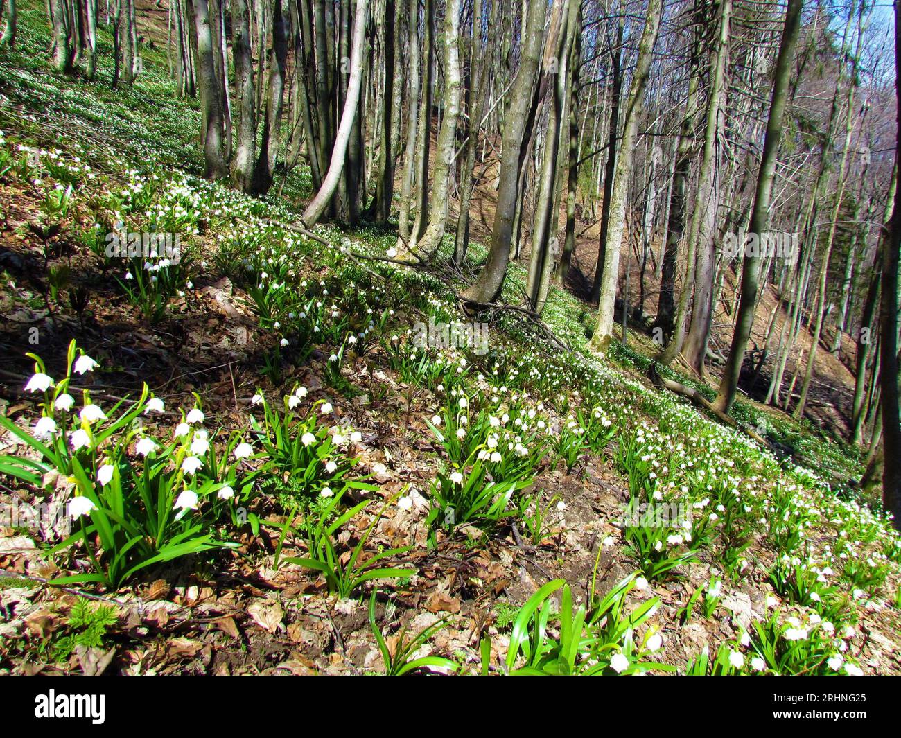 Large field of white blooming spring snowflake (Leucojum vernum ...