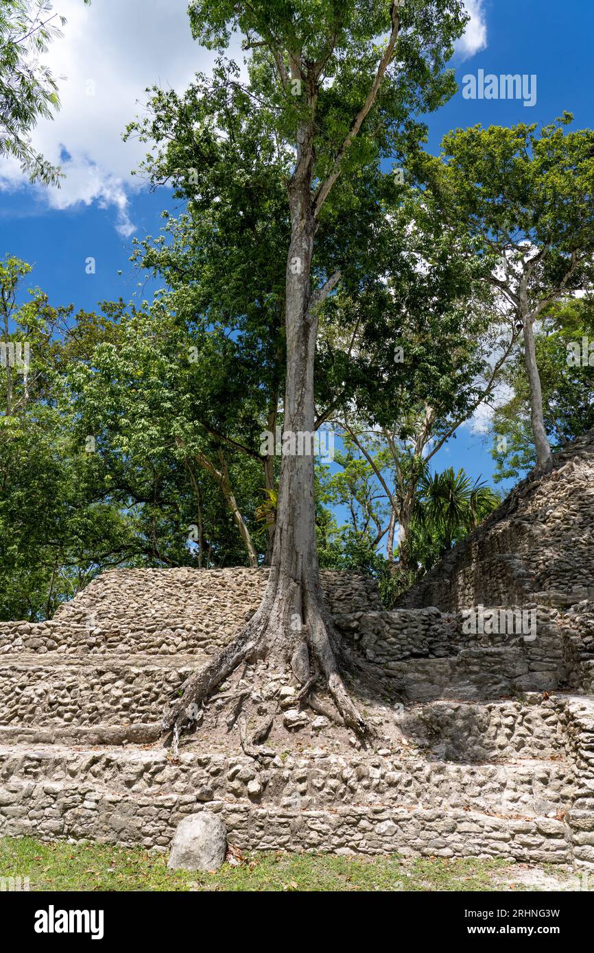 Rainforest tree roots belize hi-res stock photography and images - Alamy