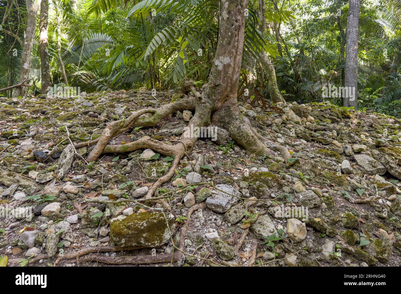 Tree roots reclaiming a partially-excavated ruin in the Mayan ruins in ...
