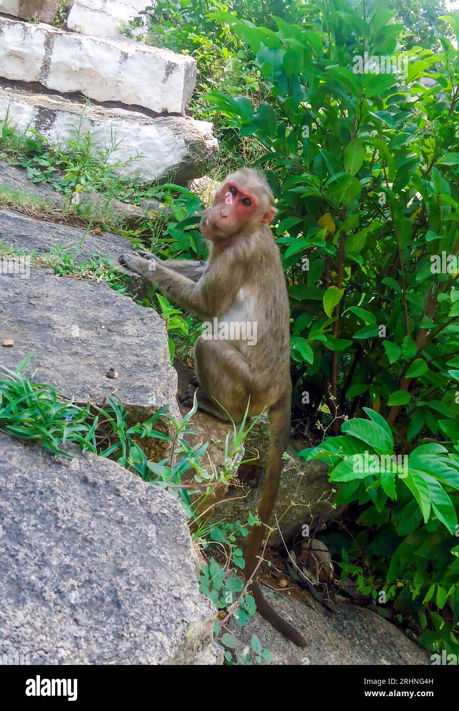 A monkey's attention is focused on something, its face a picture of ...