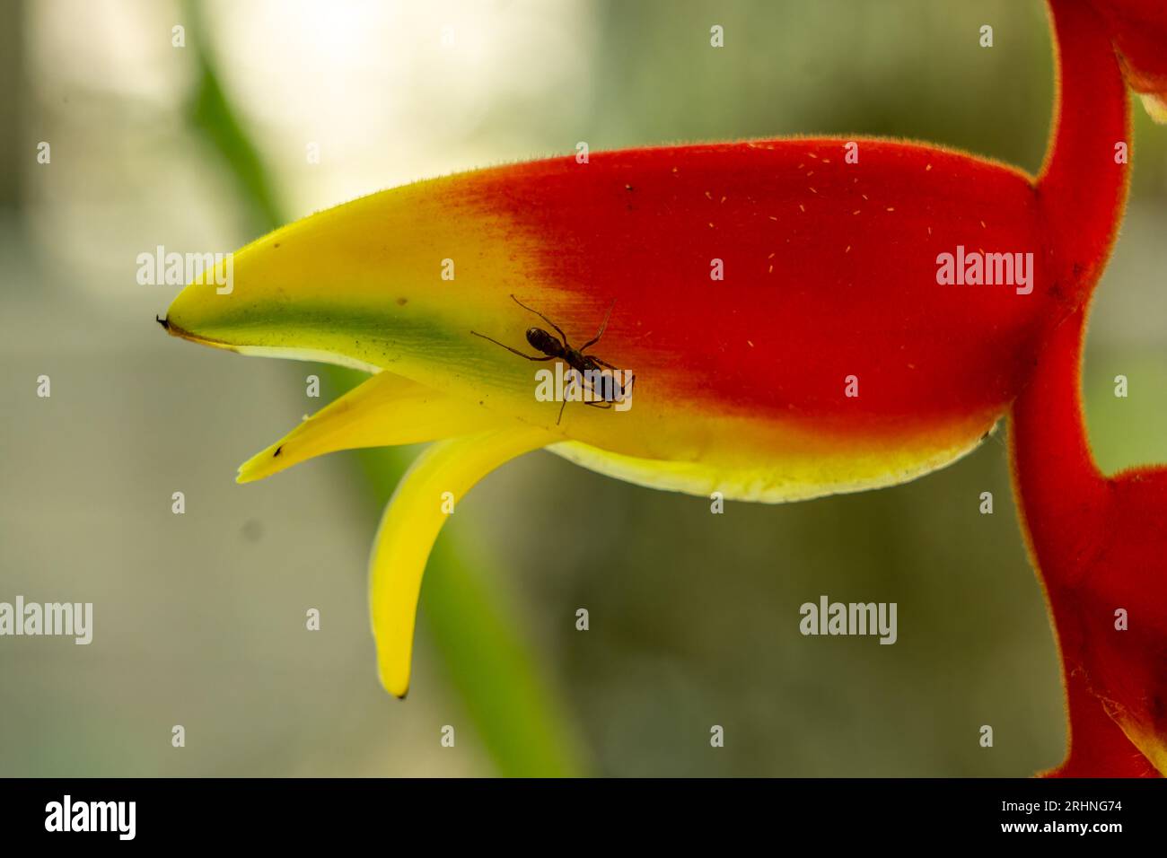 A large ant on a lobster claw heliconia in the Cahal Pech Archeological ...