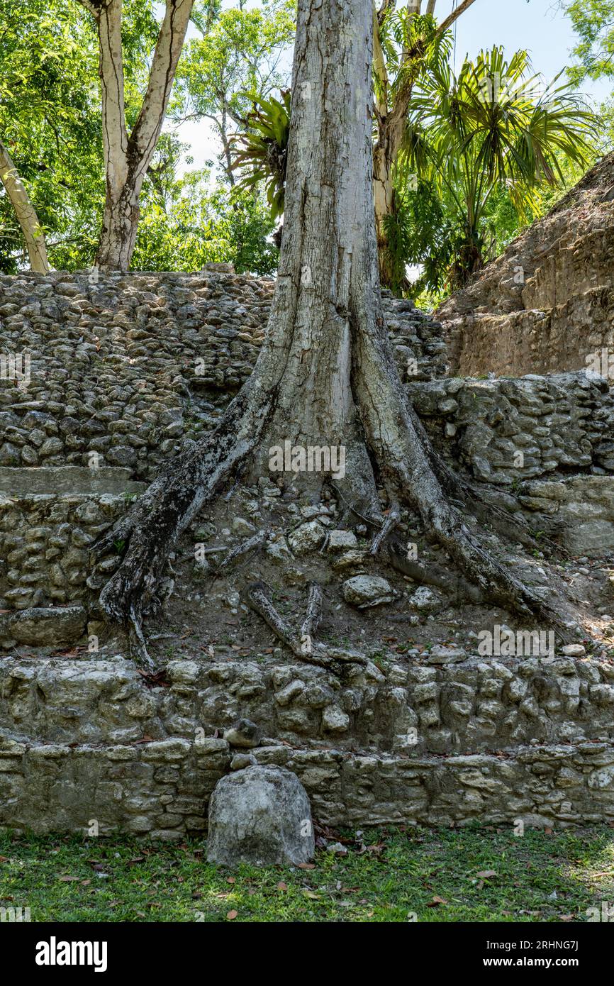 Stela 5 in front of a tree growing on Structure B2 in Mayan ruins in ...