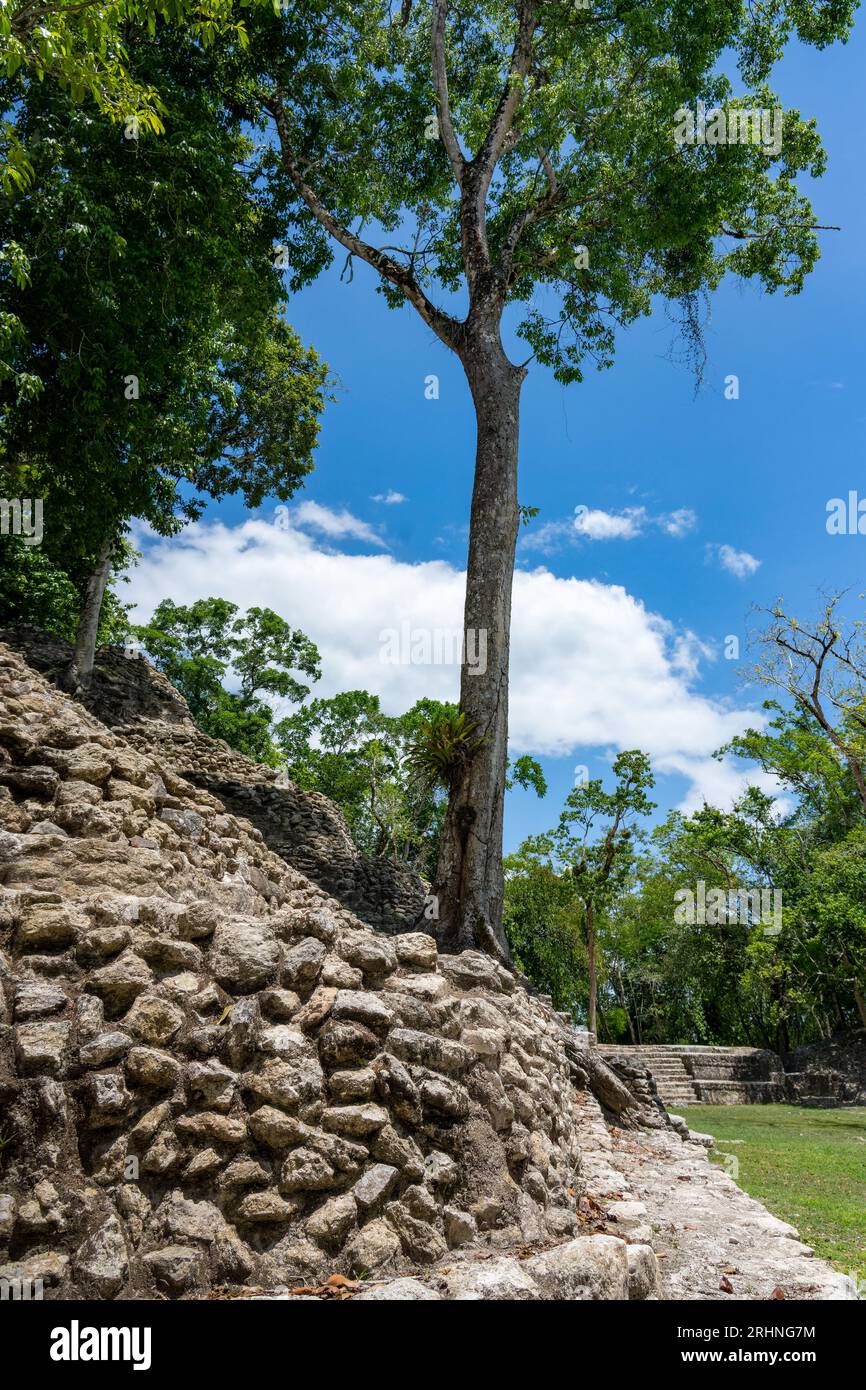 Large tree growing on Structure B2 with Structure B4 behind in Mayan ...