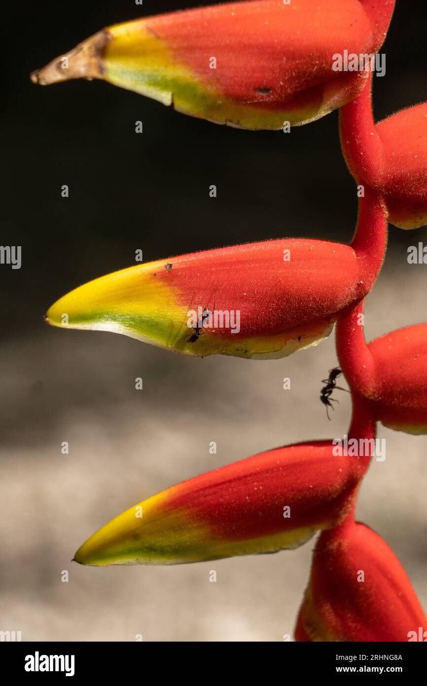 Large ants on a lobster claw heliconia in the Cahal Pech Archeological ...