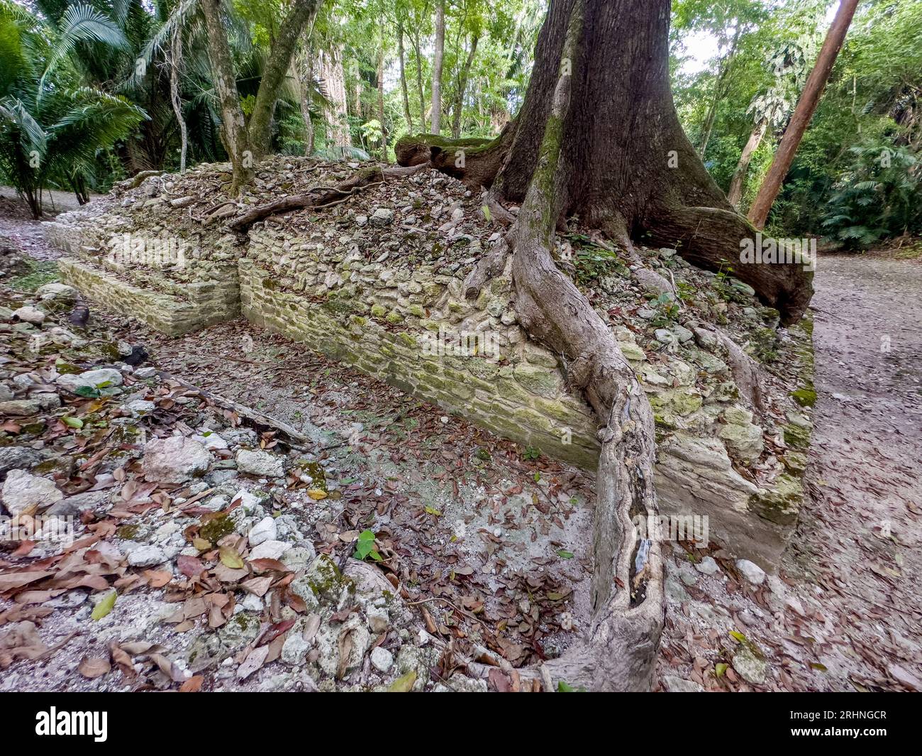 Tree roots reclaiming the partially-excavated ball court ruin in the ...