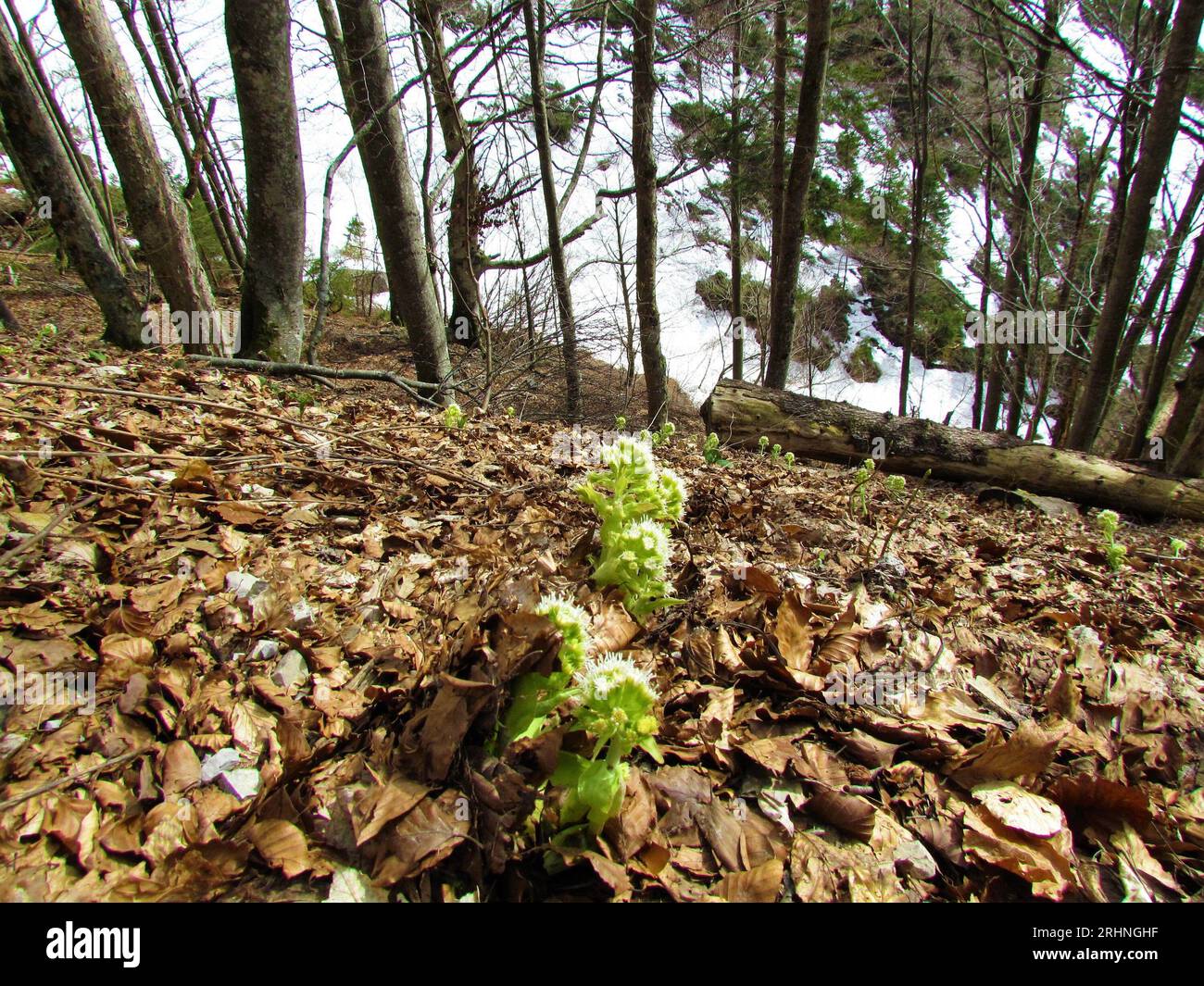White blooming butterbur (Petasites hybridus) flowers in a beech (Fagus ...