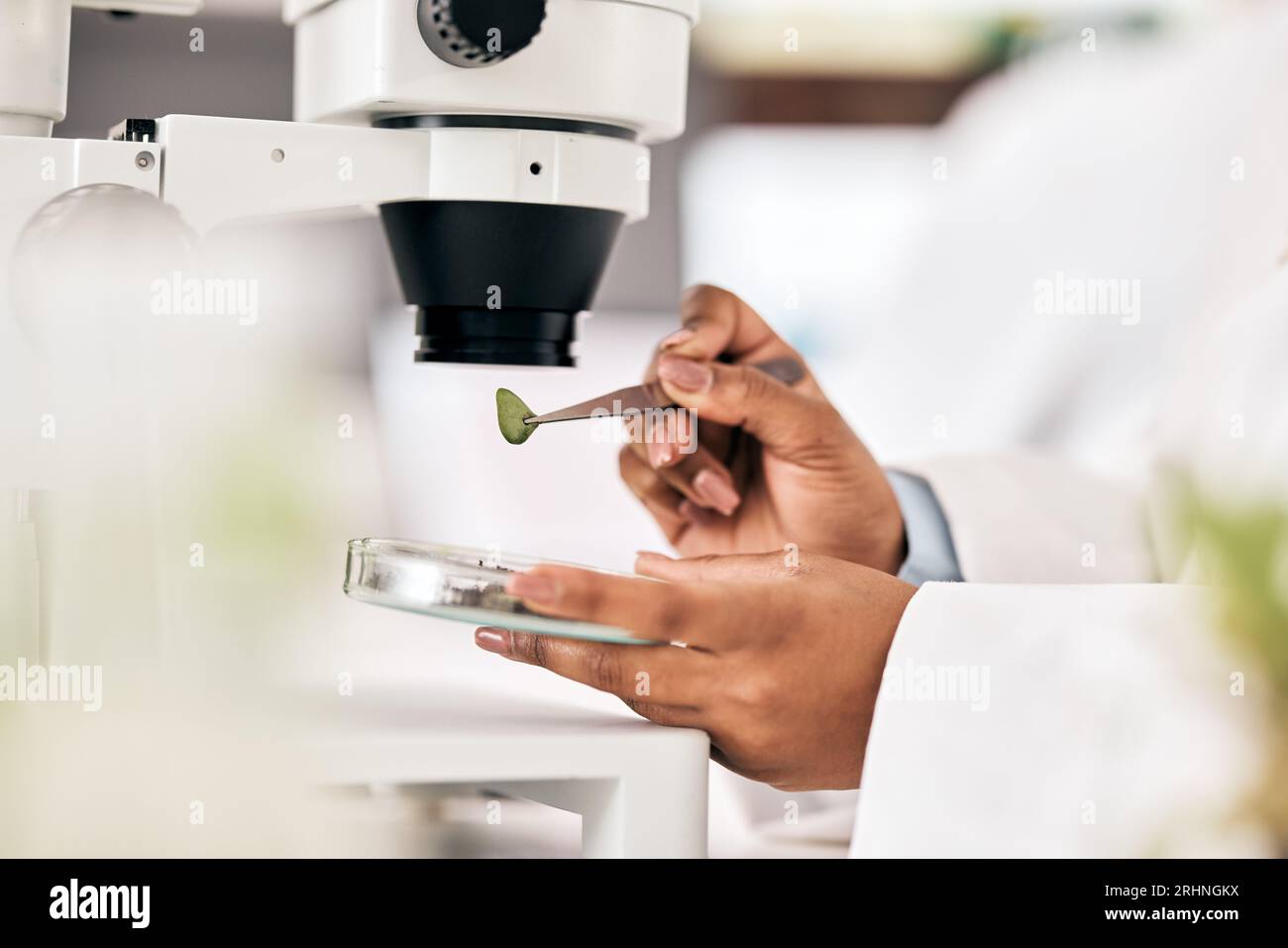 Scientist, hands and test leaf with microscope for research in ...
