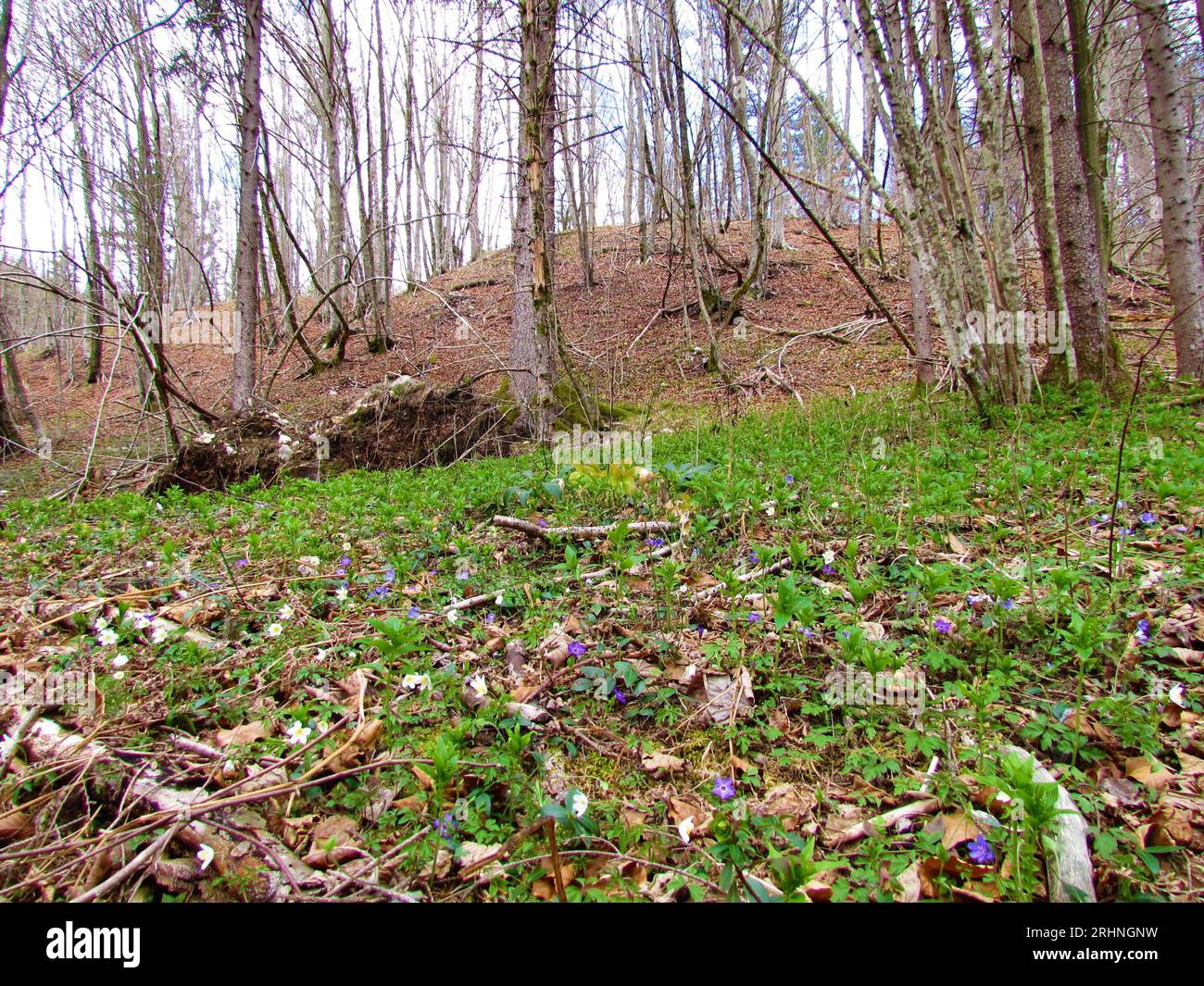 Lush spring herbaceous plant layer covering the forest ground in spring ...