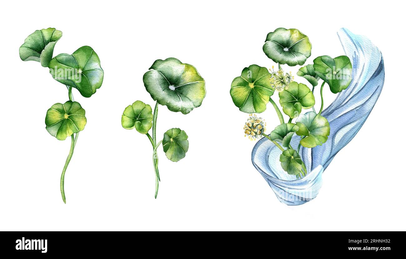 Set of centella asiatica herbal plants composition watercolor ...