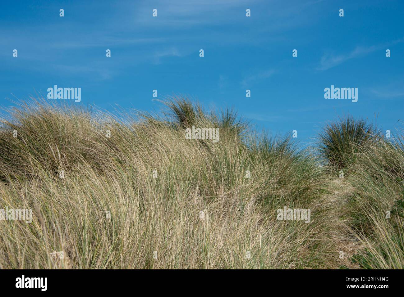 Beach scene dunes timothy hi-res stock photography and images - Alamy