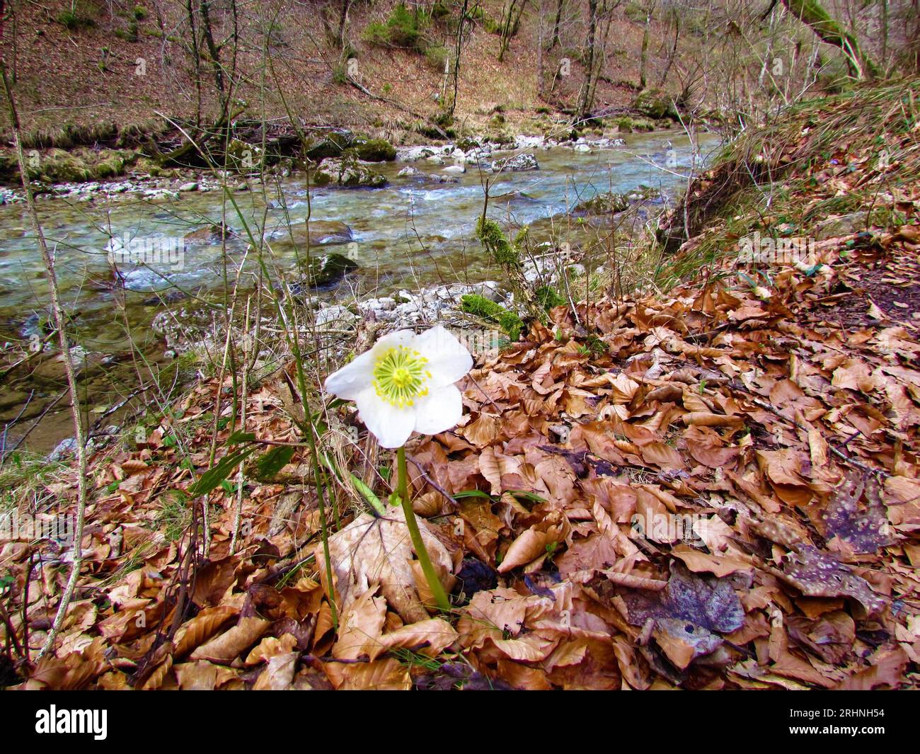 White christmas rose (Helleborus niger) flower with river Iska behind ...