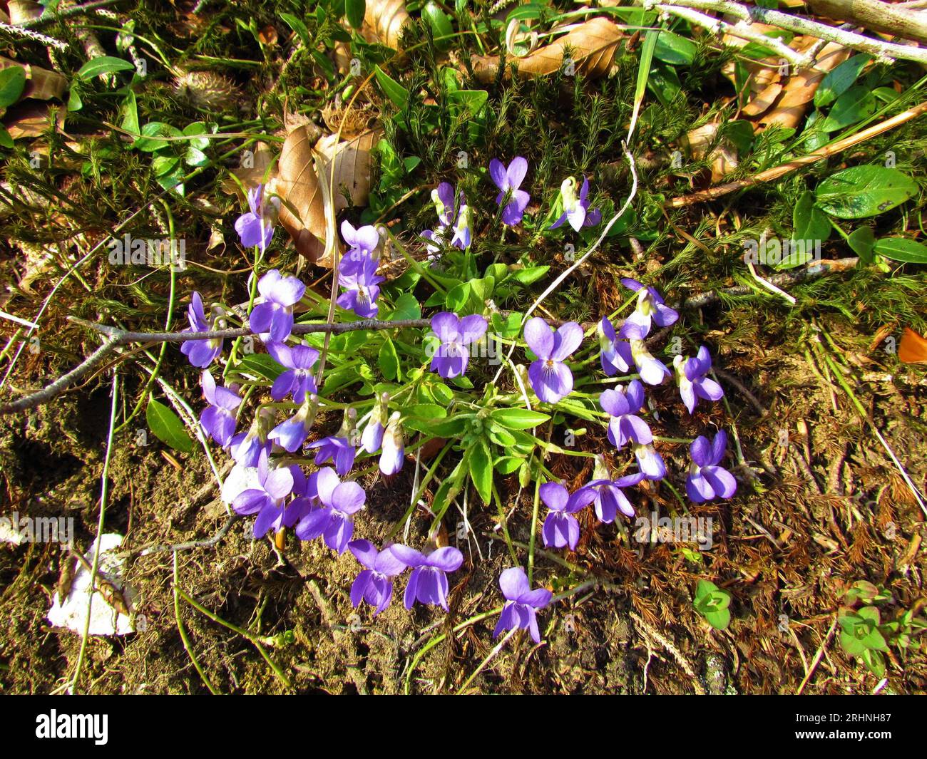 Purple early dog-violet or pale wood violet (Viola reichenbachiana ...