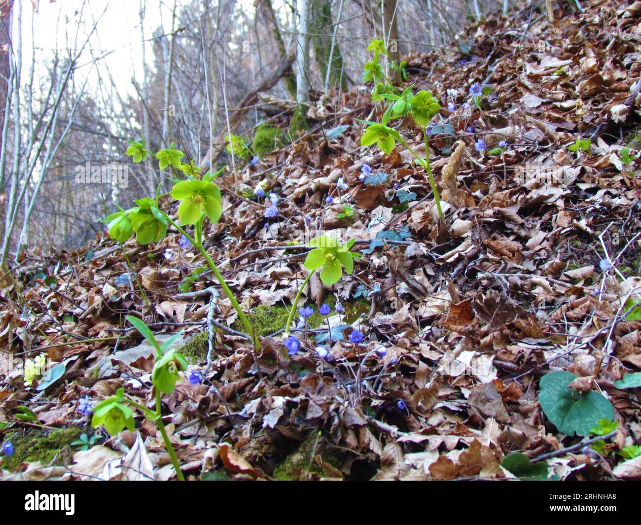 Helleborus odorus and common hepatica (Anemone hepatica) spring wild ...